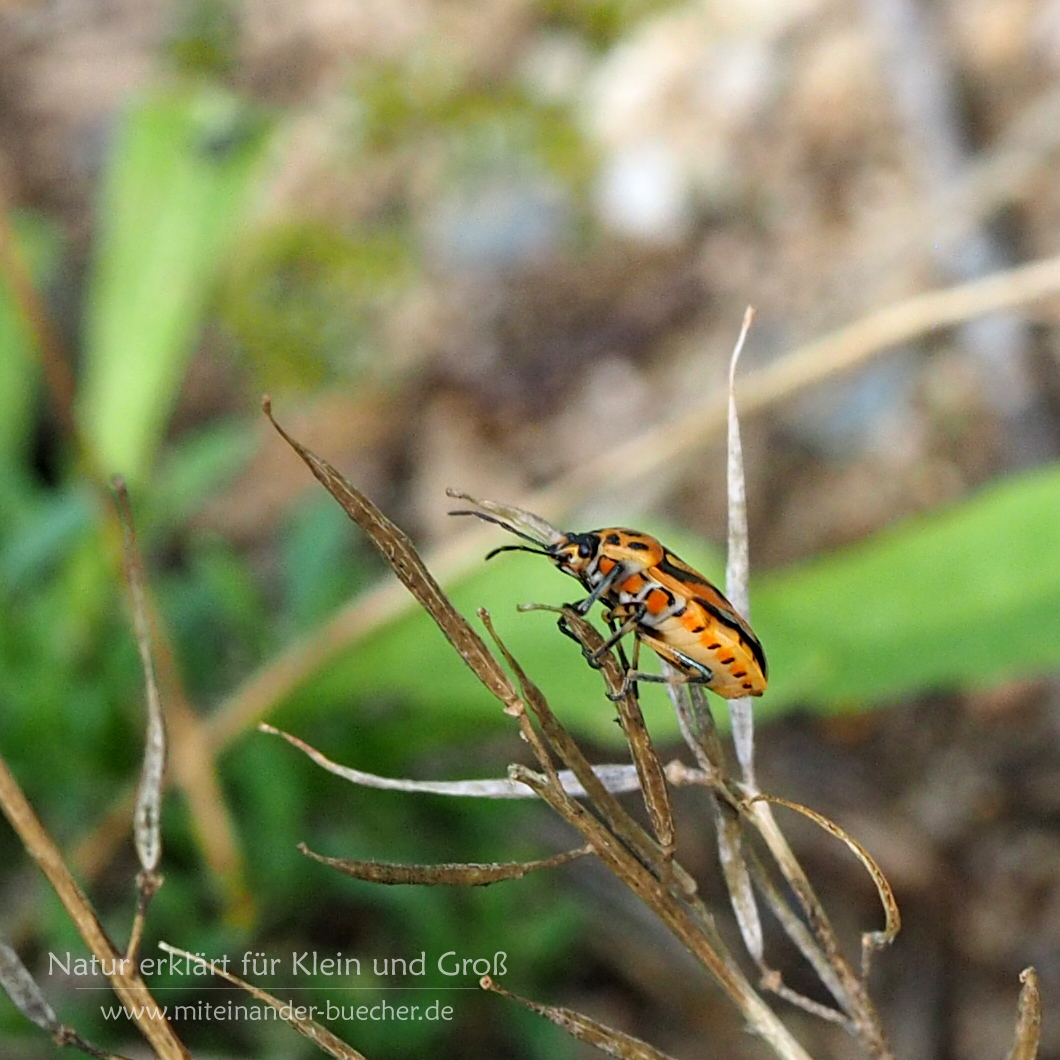 Eine Wanze auf Abwegen – Die Schwarzrückige Gemüsewanze